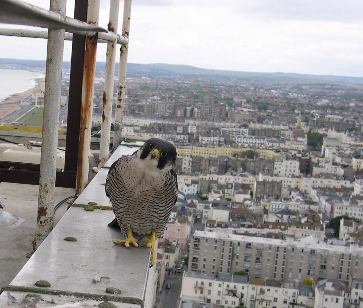 Peregrine Falcons - Regency Squares Community